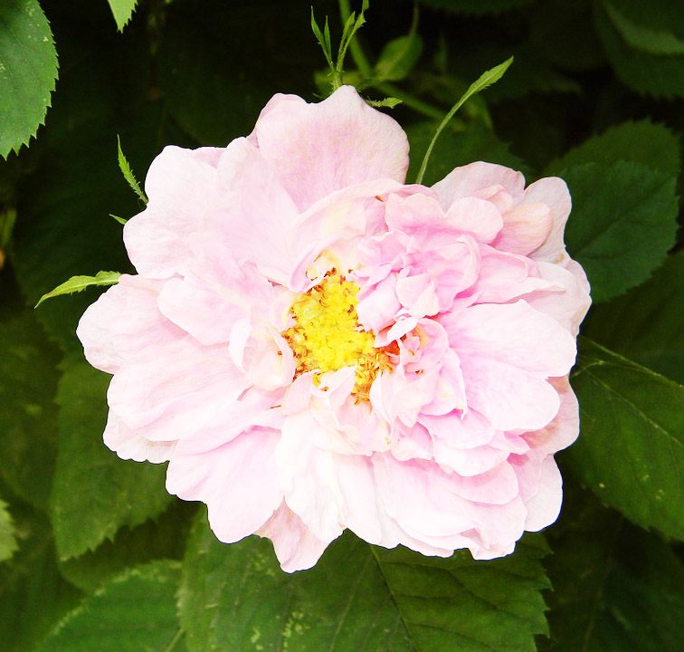 L’huile de rose musquée, un must-have de la cosmétique bio